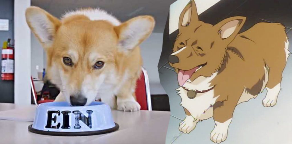 The Corgi from Cowboy Bebop is Adorable
