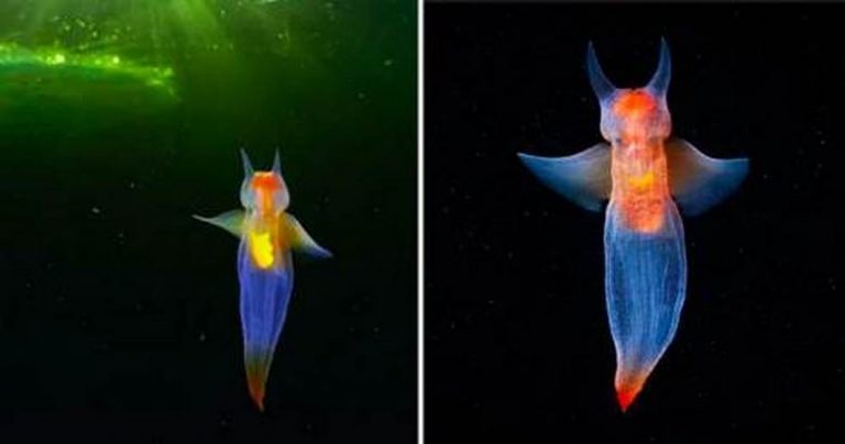 Biologist Captures Breathtaking Footage of Luminescent Sea Angels