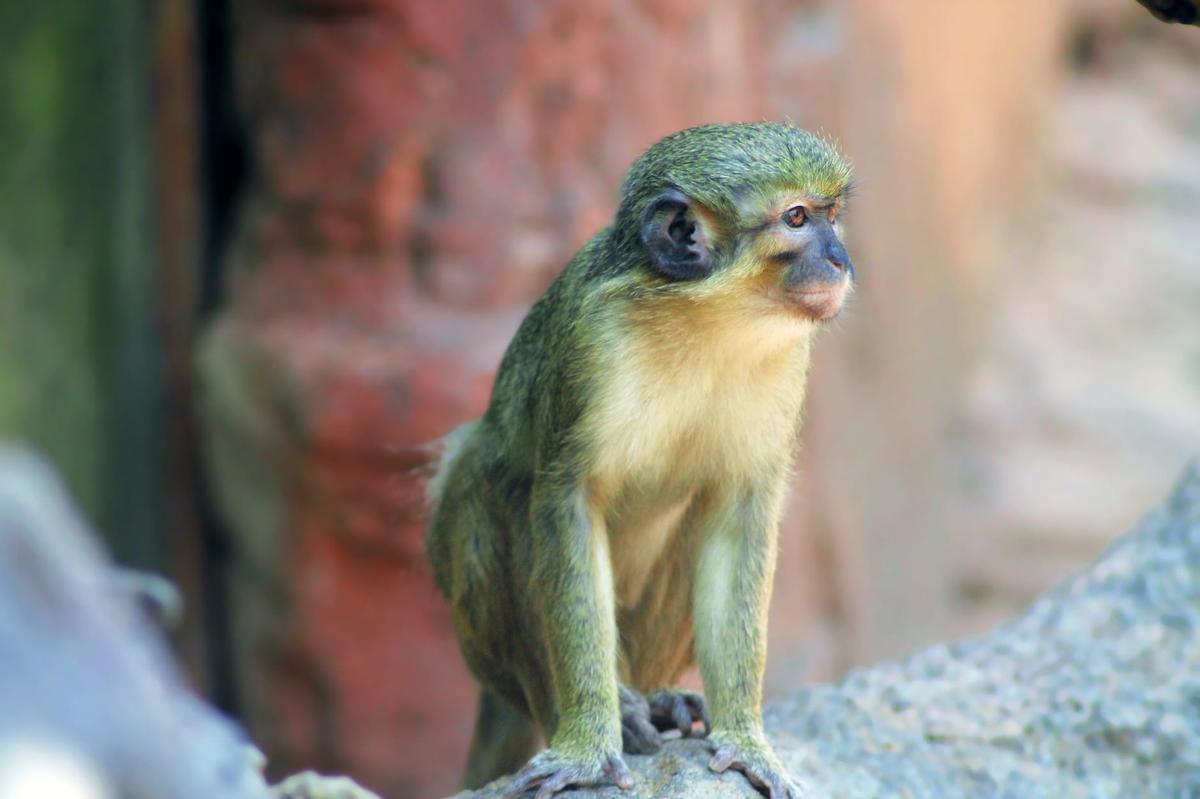 Monkeys in India Attack Lab Assistant & Steal COVID-19 Blood Samples