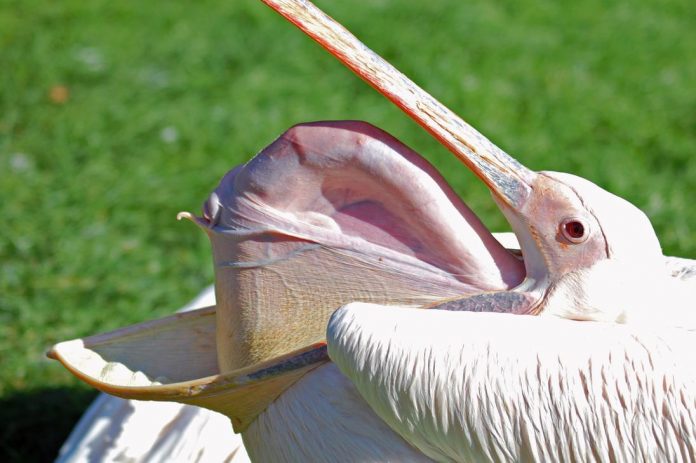 TIL: When a Pelican Overheats it Pulls its Spine Out of its Mouth