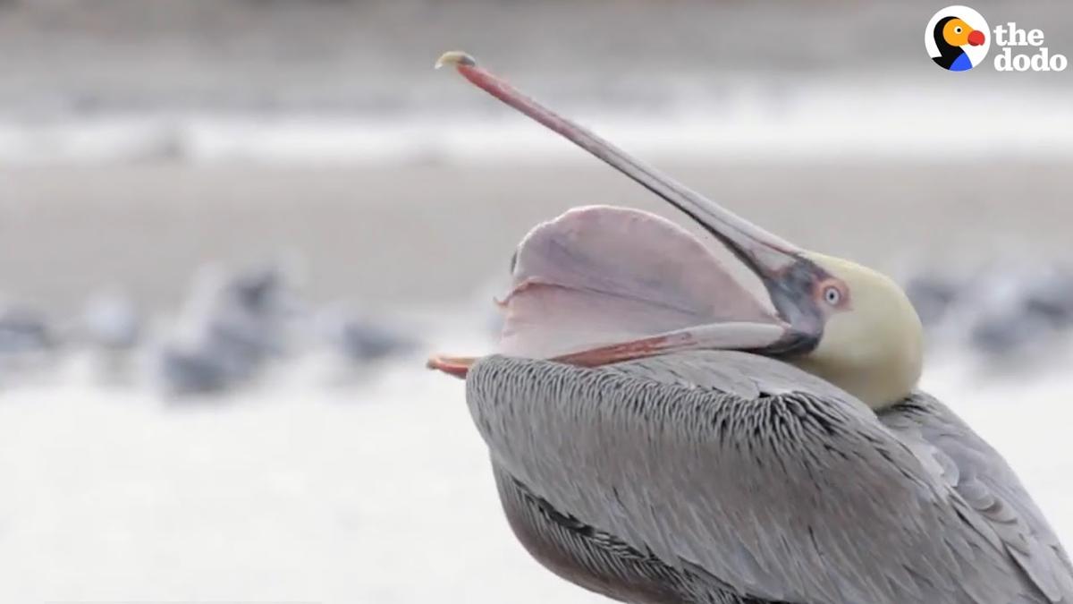 TIL: When a Pelican Overheats it Pulls its Spine Out of its Mouth
