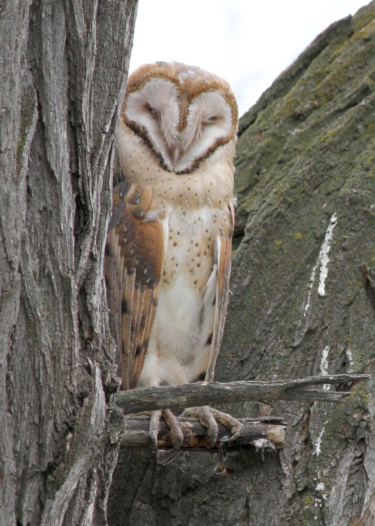 Baby Owls Sleep Facedown Because Their Heads are Too Heavy