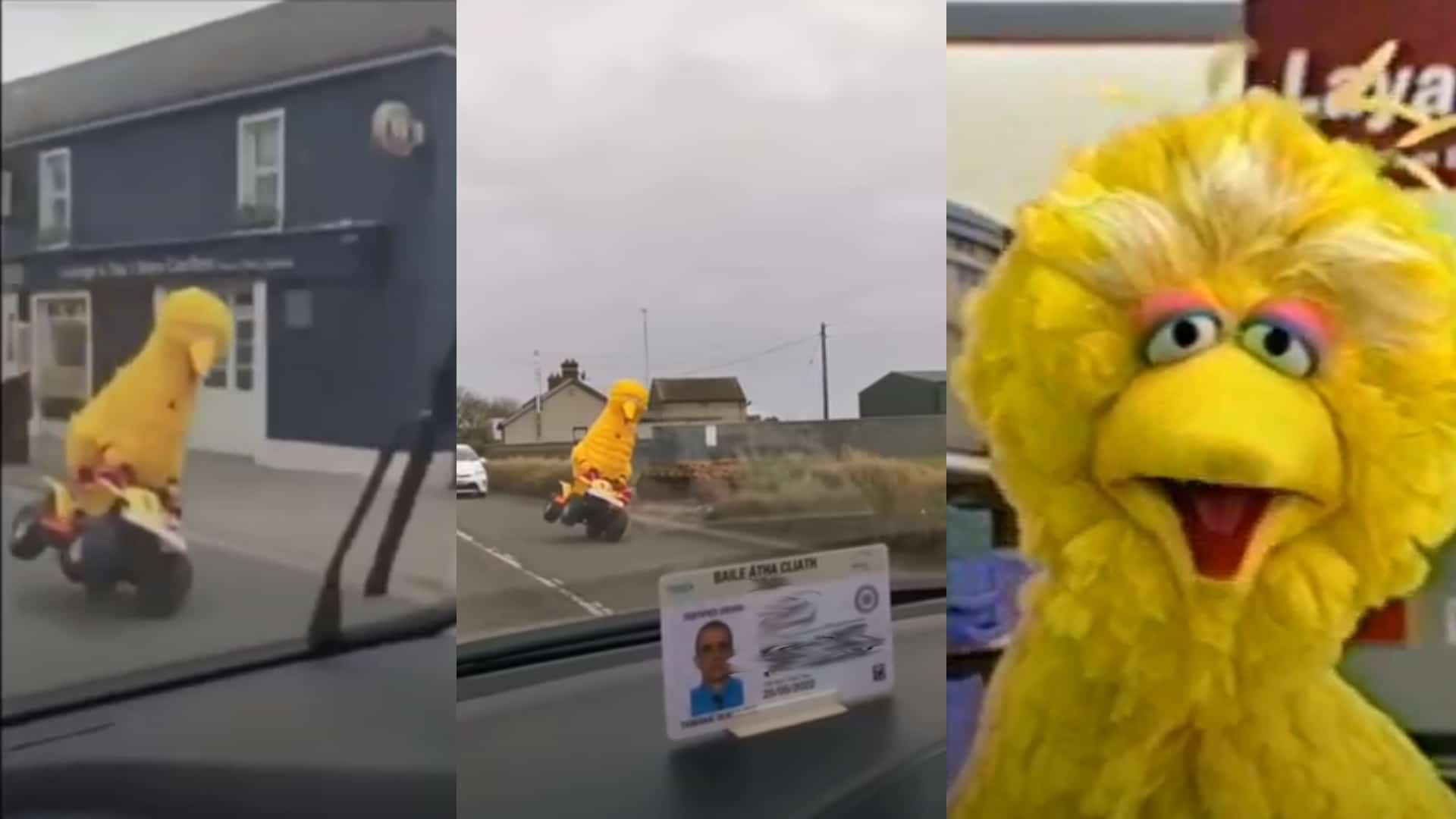 Big Bird Does 2-Wheelies on Busy Streets in Dublin, Ireland