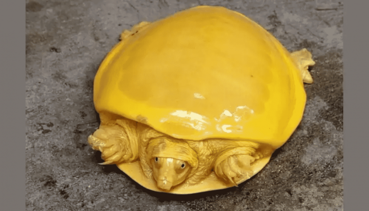 Not a Cheeseburger: Rare Yellow Turtle Found in West Bengal