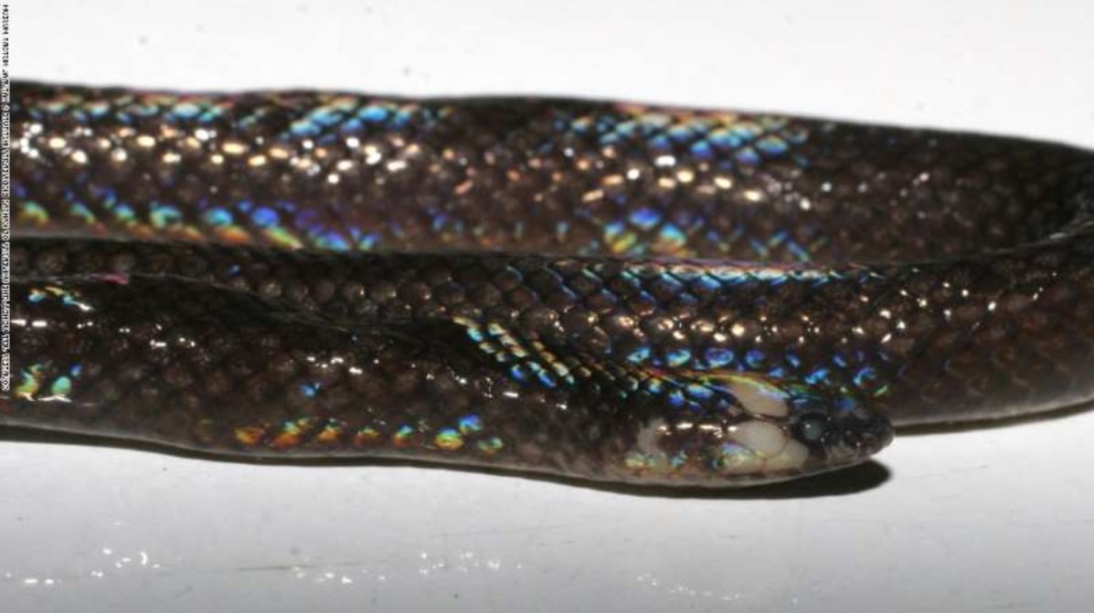 Newly Discovered Iridescent Rainbow Snakes Are My Aesthetic