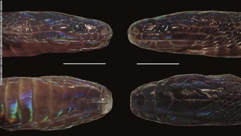 Newly Discovered Iridescent Rainbow Snakes Are My Aesthetic