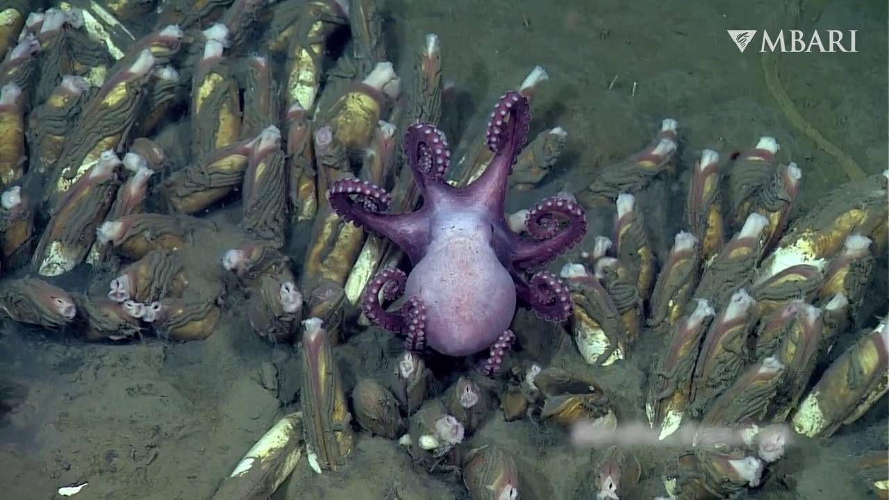 A Moment of Zen: Beautiful Deep Sea Octopuses