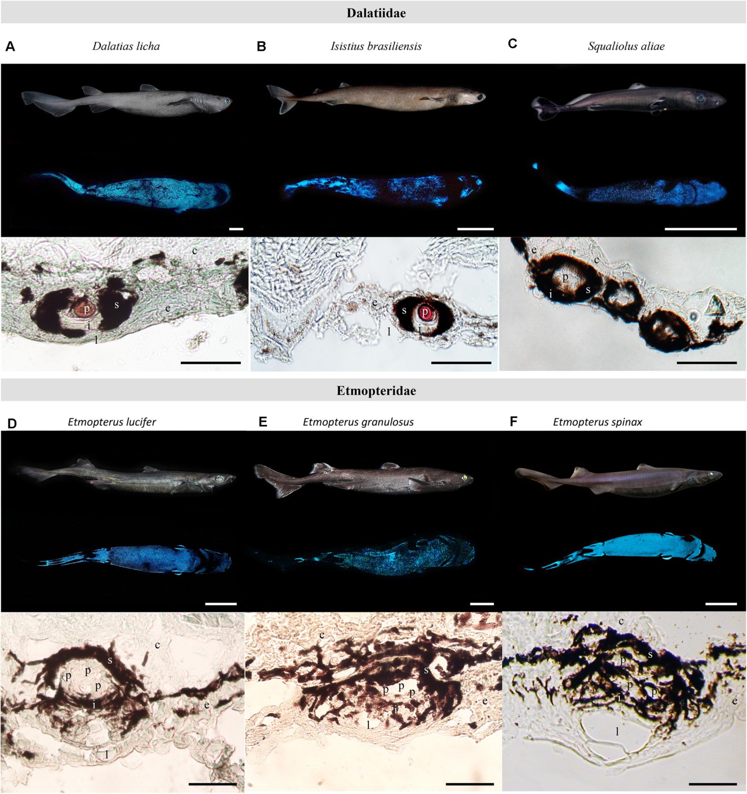 The Kitefin Shark is Now the Largest Bioluminescent Vertebrae on Record