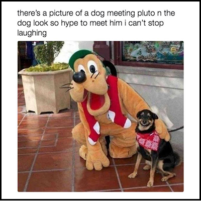 If Your Dog is Meme Worthy, You Could Win $1,000!