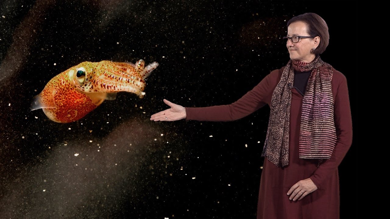 Squids in Space May Improve NASA Astronaut Health