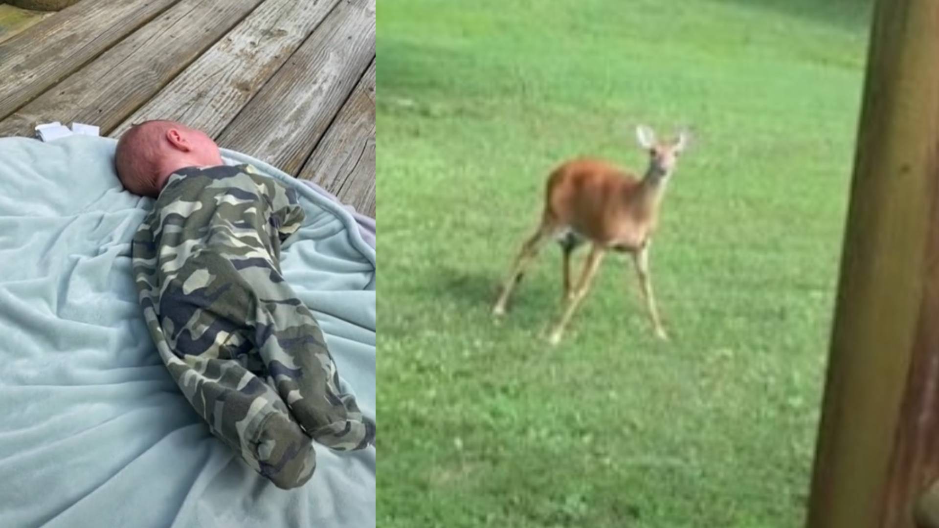 Deer Comes Running to Take Care of Crying Human Baby