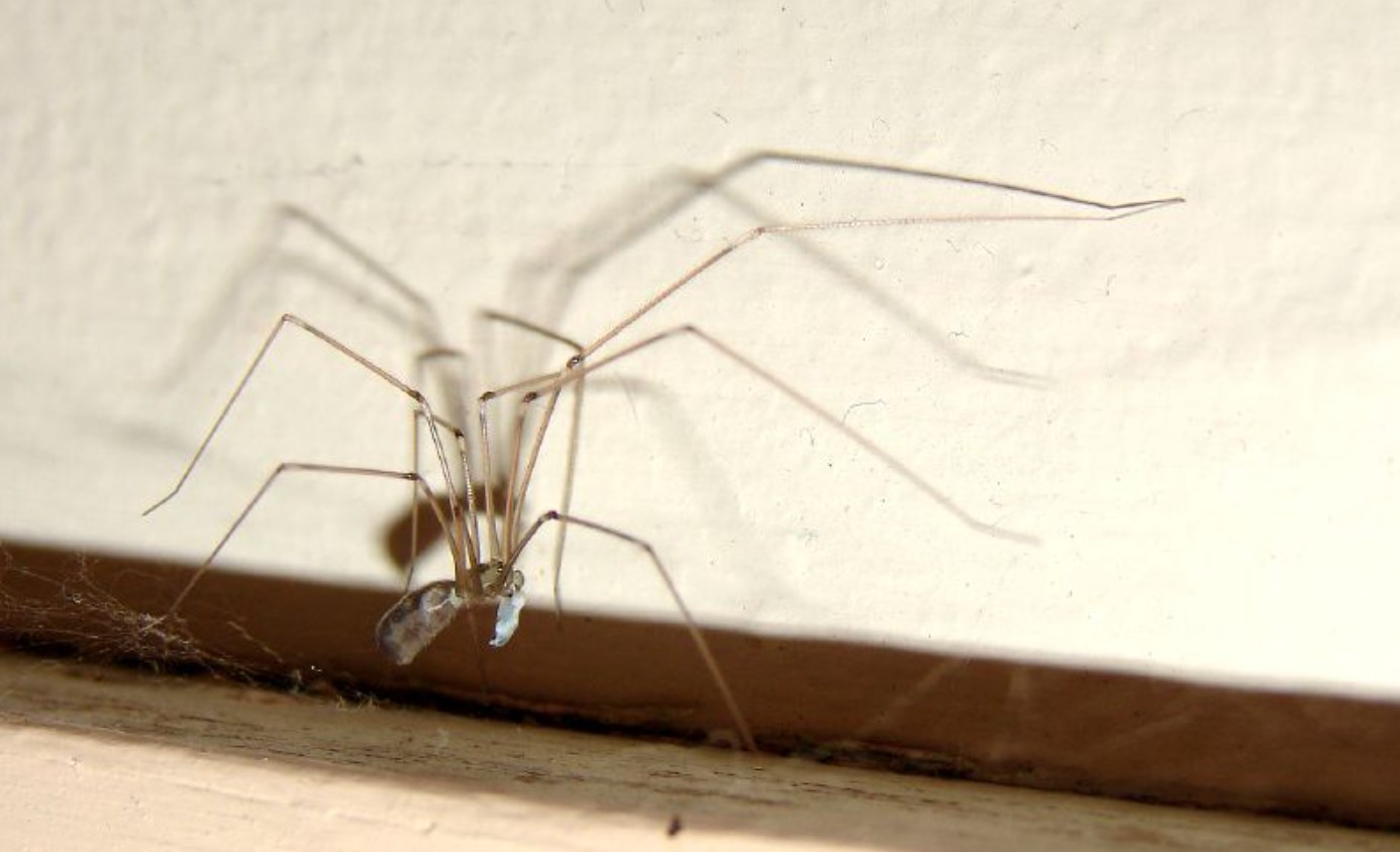 Scientists Bio Engineer Spider to Create the Daddy Short Legs