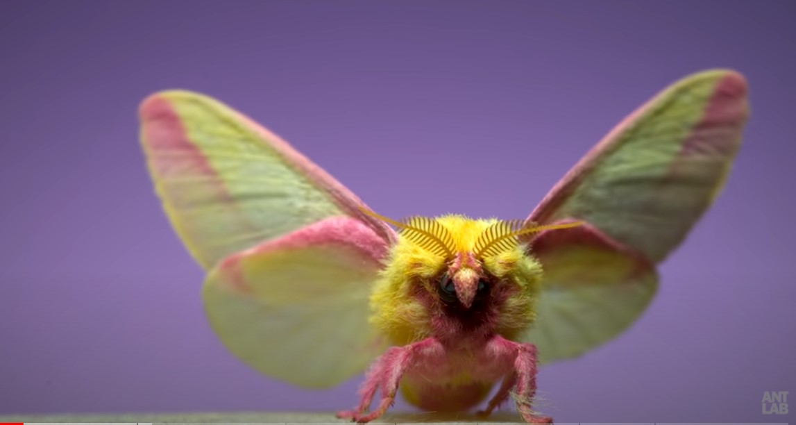 Calming Nature: Watch 7 Beautiful Moths Take Off in Slow Motion