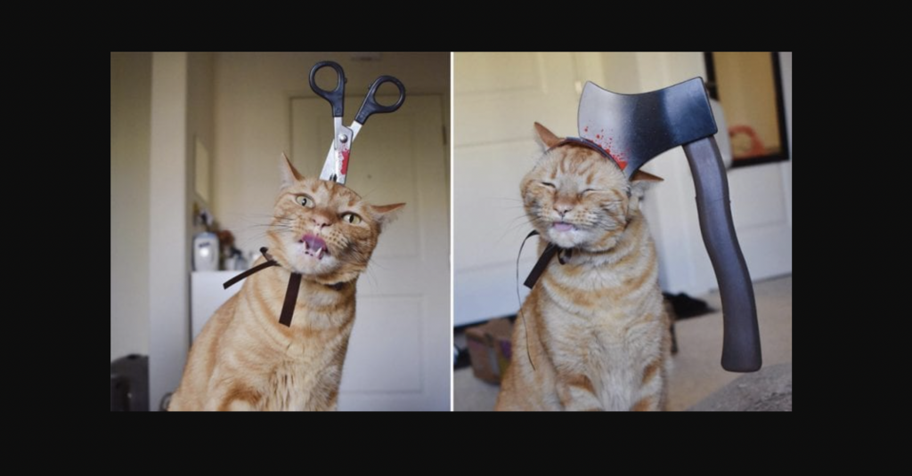 Waffle the Cat has Better Costumes for Halloween Than Us