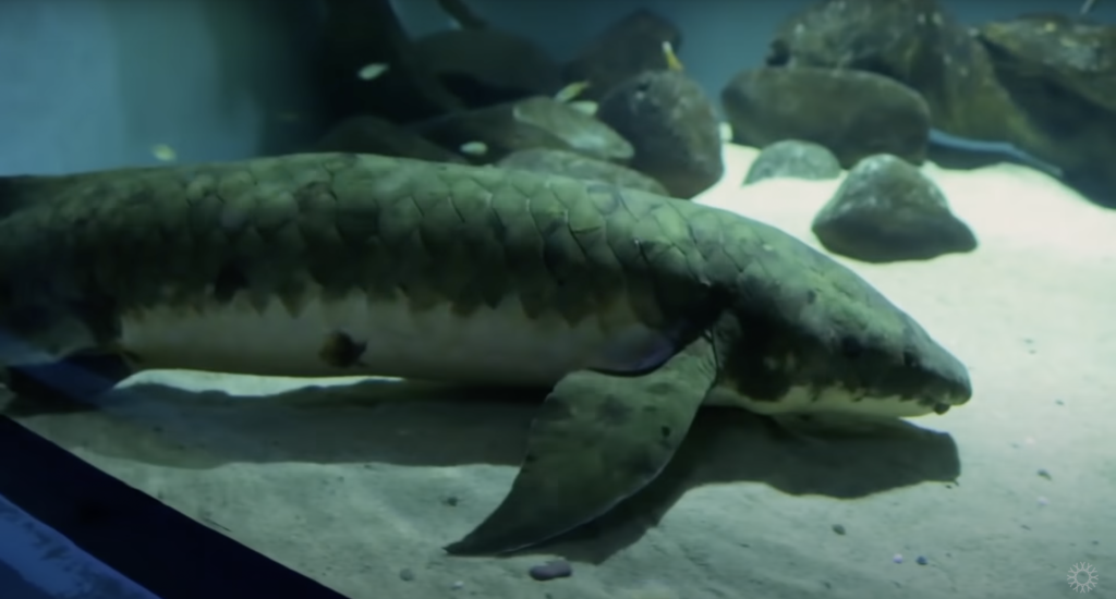 World's Oldest Aquarium Fish Methuselah Likes Figs, Bellyrubs