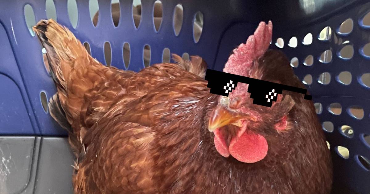 Chicken in Custody After Breaking into The Pentagon