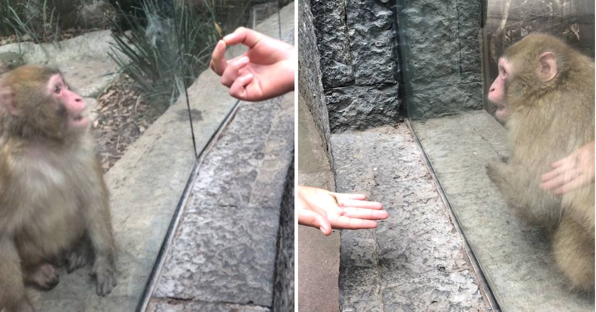 Monkey Has Cutest Reaction Over Disappearing Leaf Trick