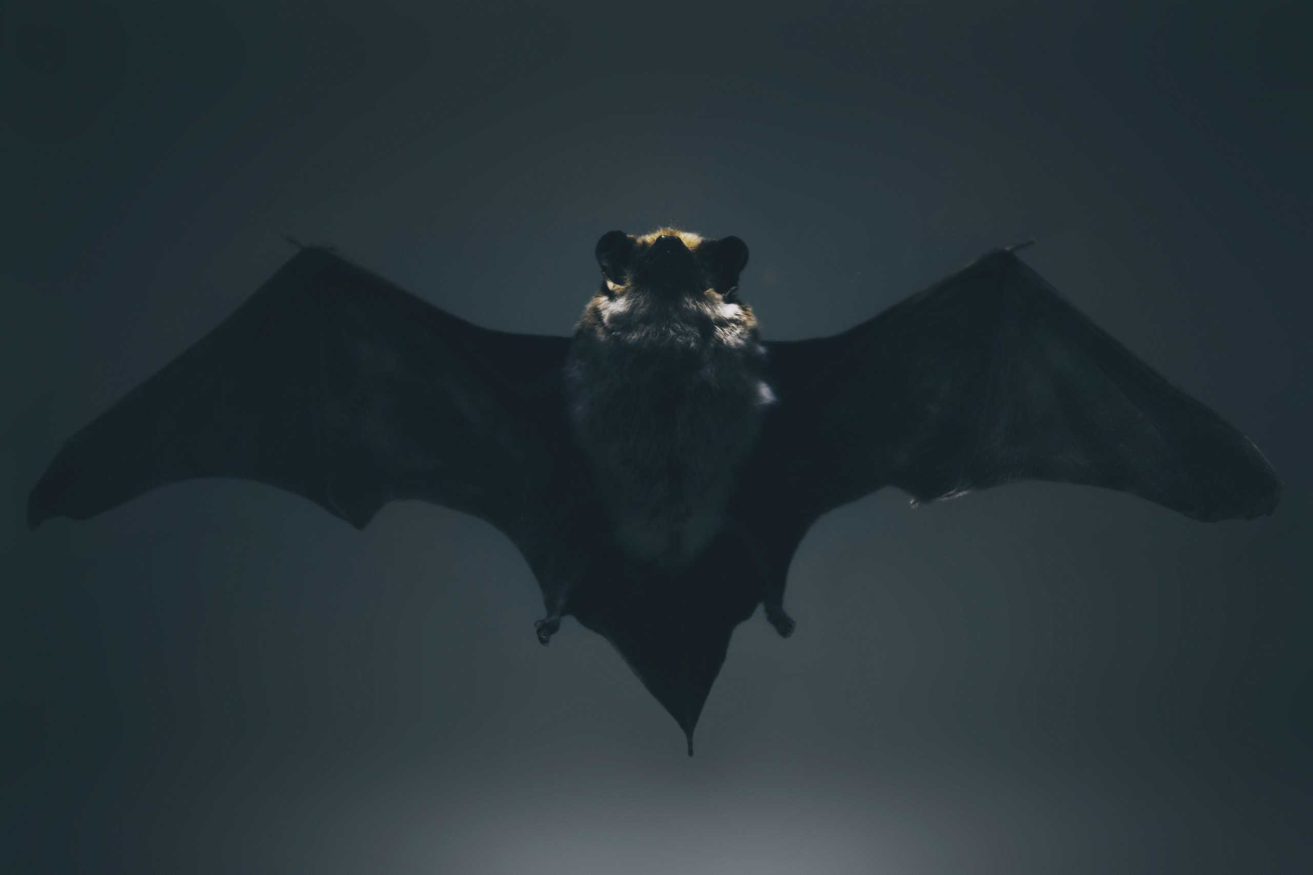 Person Releases Live Bat in Theater During "The Batman"