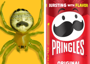 Pringles Petitions to Rename Doppelgänger- The Kidney Garden Spider