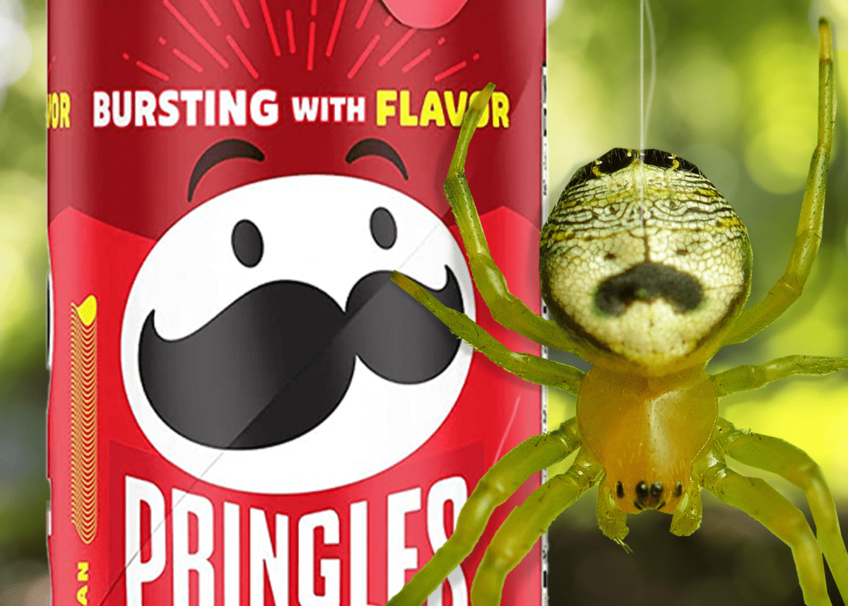 Pringles Petitions to Rename Doppelgänger- The Kidney Garden Spider