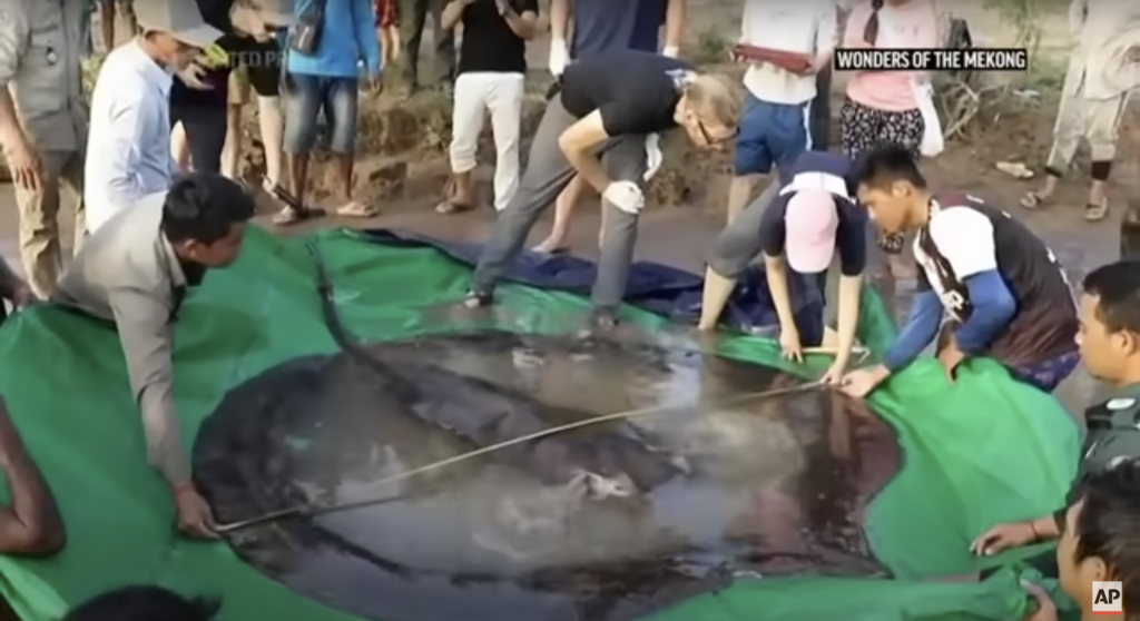 World's Largest Freshwater Fish Caught in Cambodia