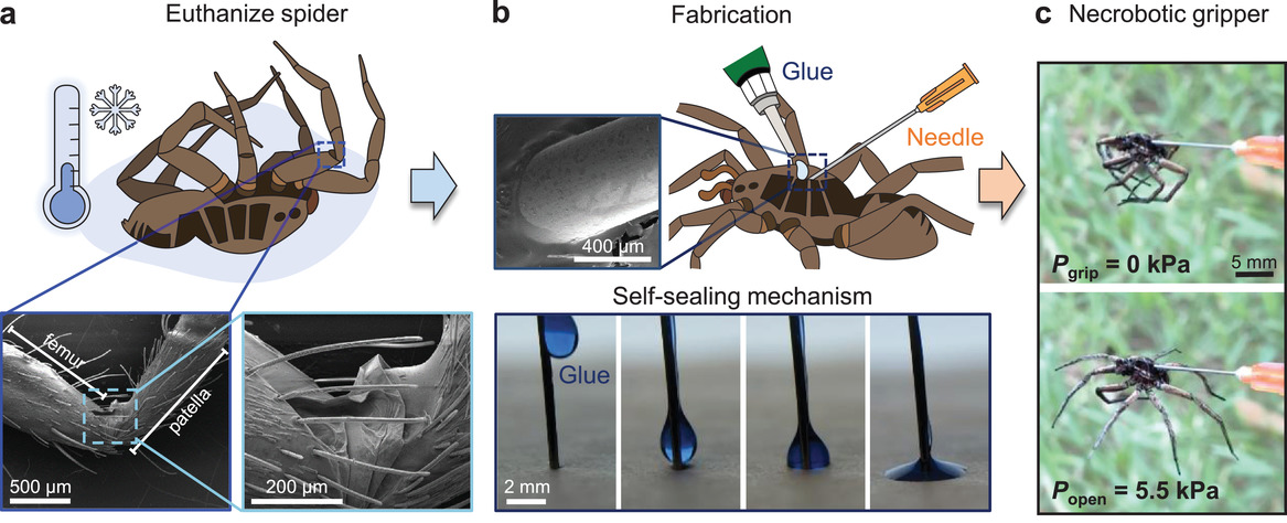 Researchers Reanimated Dead Spiders to Create Necrobotic Grippers