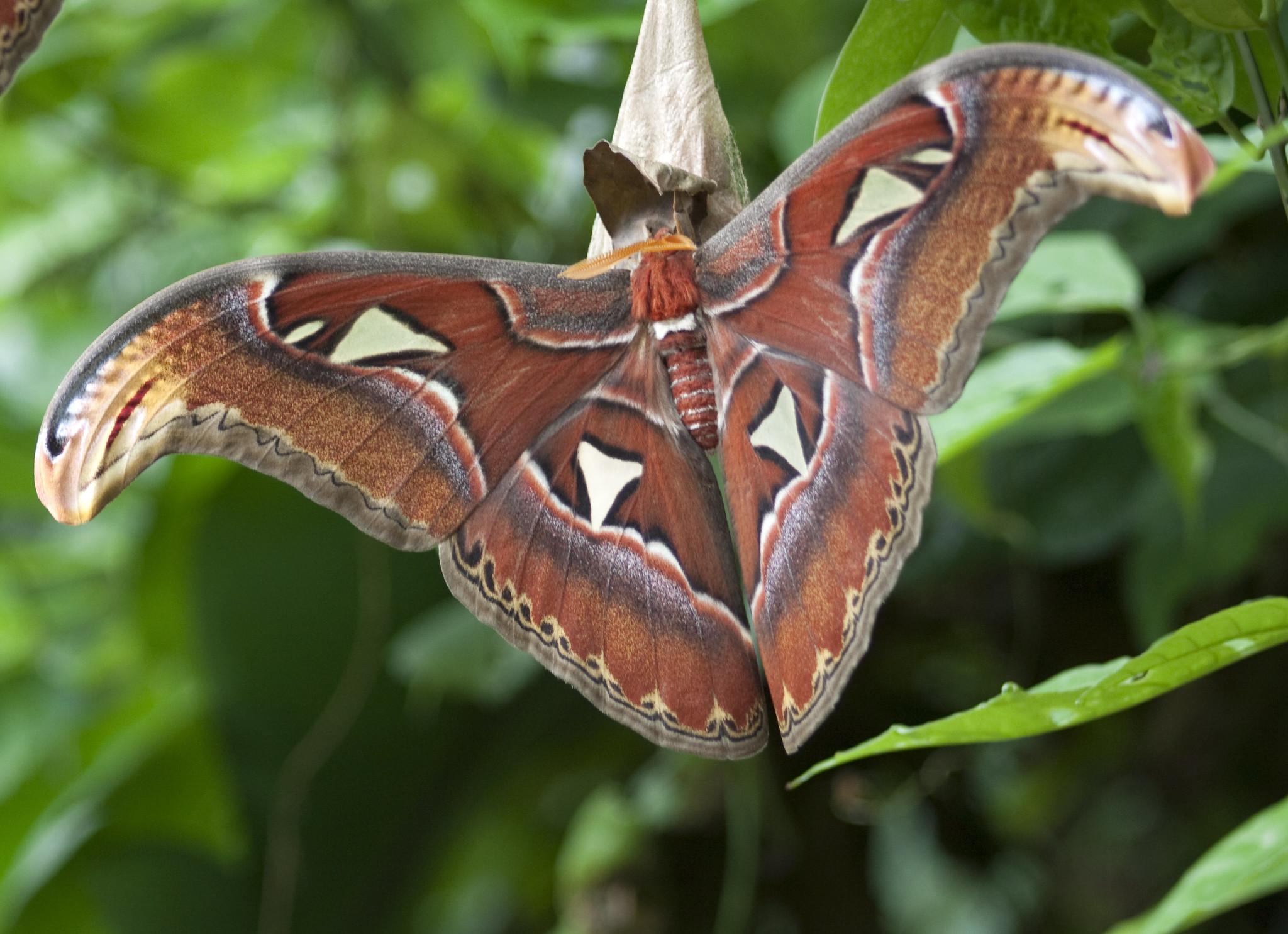 Atlas Moth Spotted in USA for 1st Time Ever