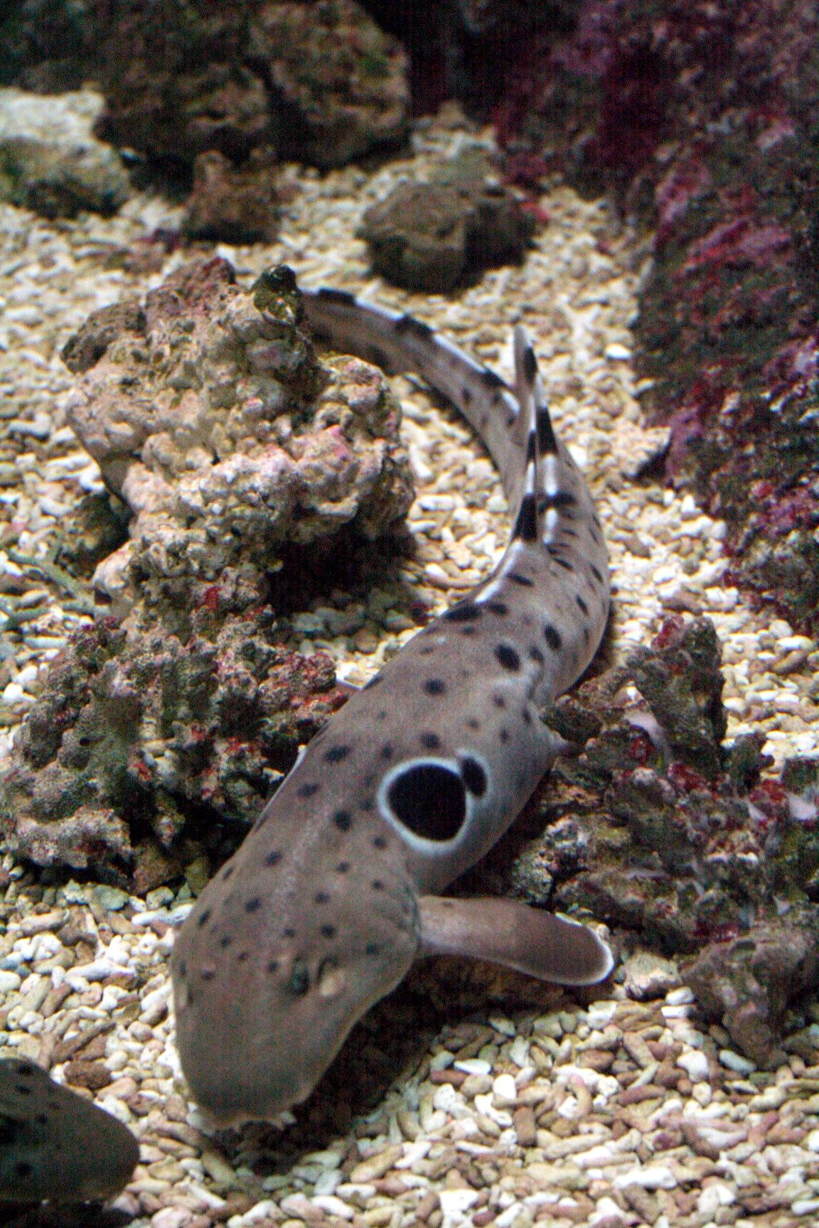 New Footage of Epaulette Shark Walking Captured
