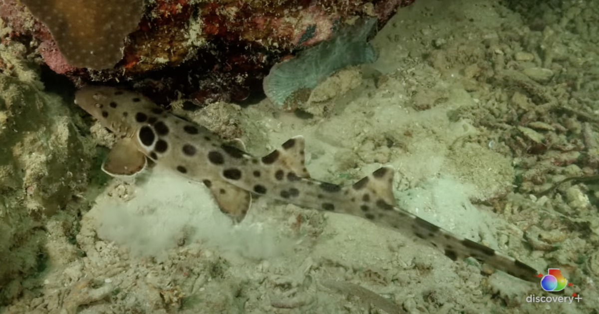 "NCIS" Hacking Scene Shows 2 People Typing on Same Keyboard