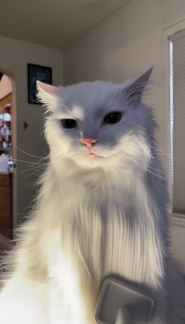 Thurston Waffles, Meme Superstar Cat, has Passed Away