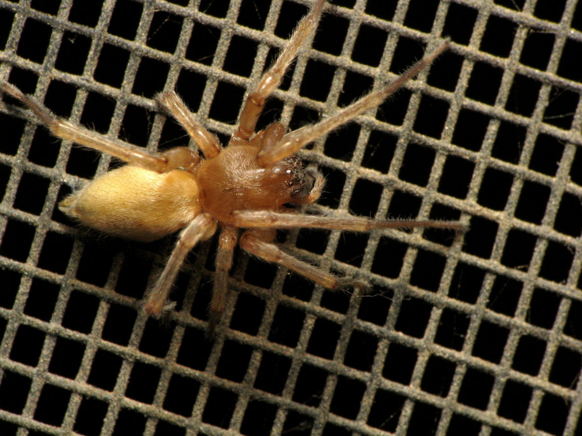 Middle School Temporarily Closed Due to Spider Outbreak