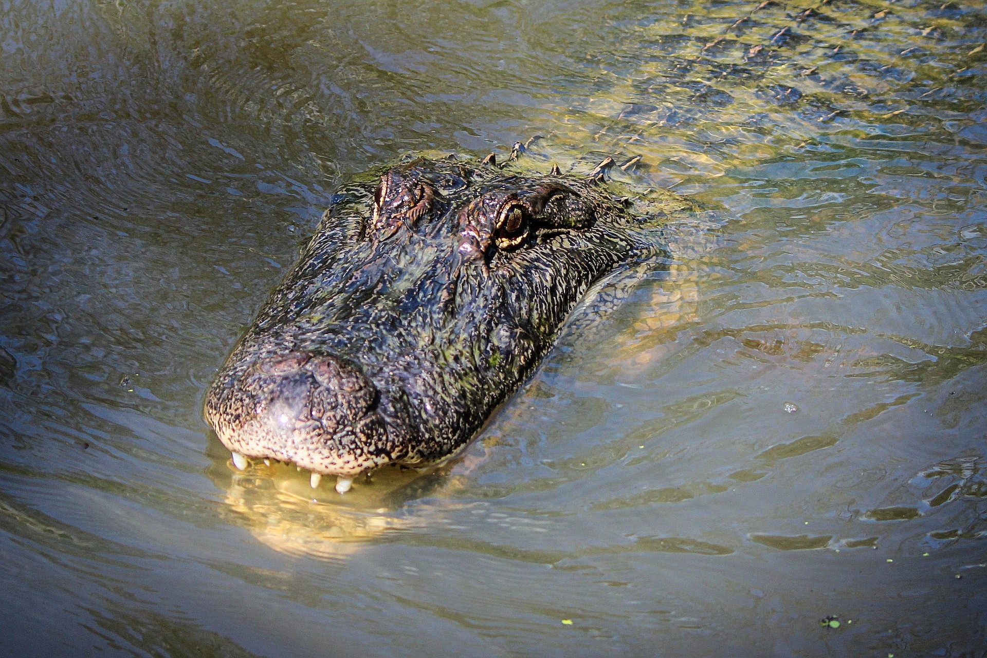 Massive Alligator Spotted on Florida Golf Course
