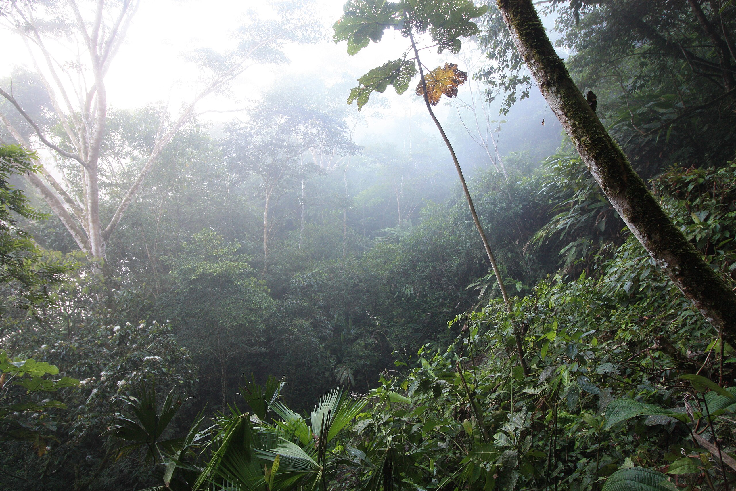 4 Children Survive 40 Days in Amazon Jungle After Plane Crash