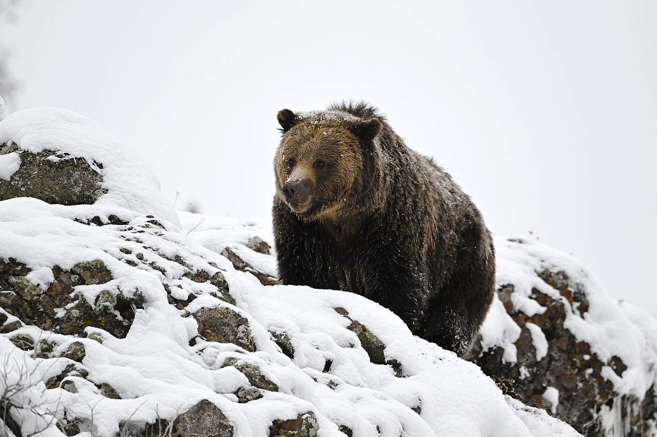 Authorities Search For Grizzly Bear Tied To Fatal Mauling
