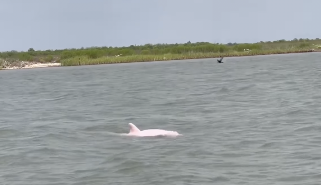 Rare Pink Dolphin Spotted in Louisiana Waters