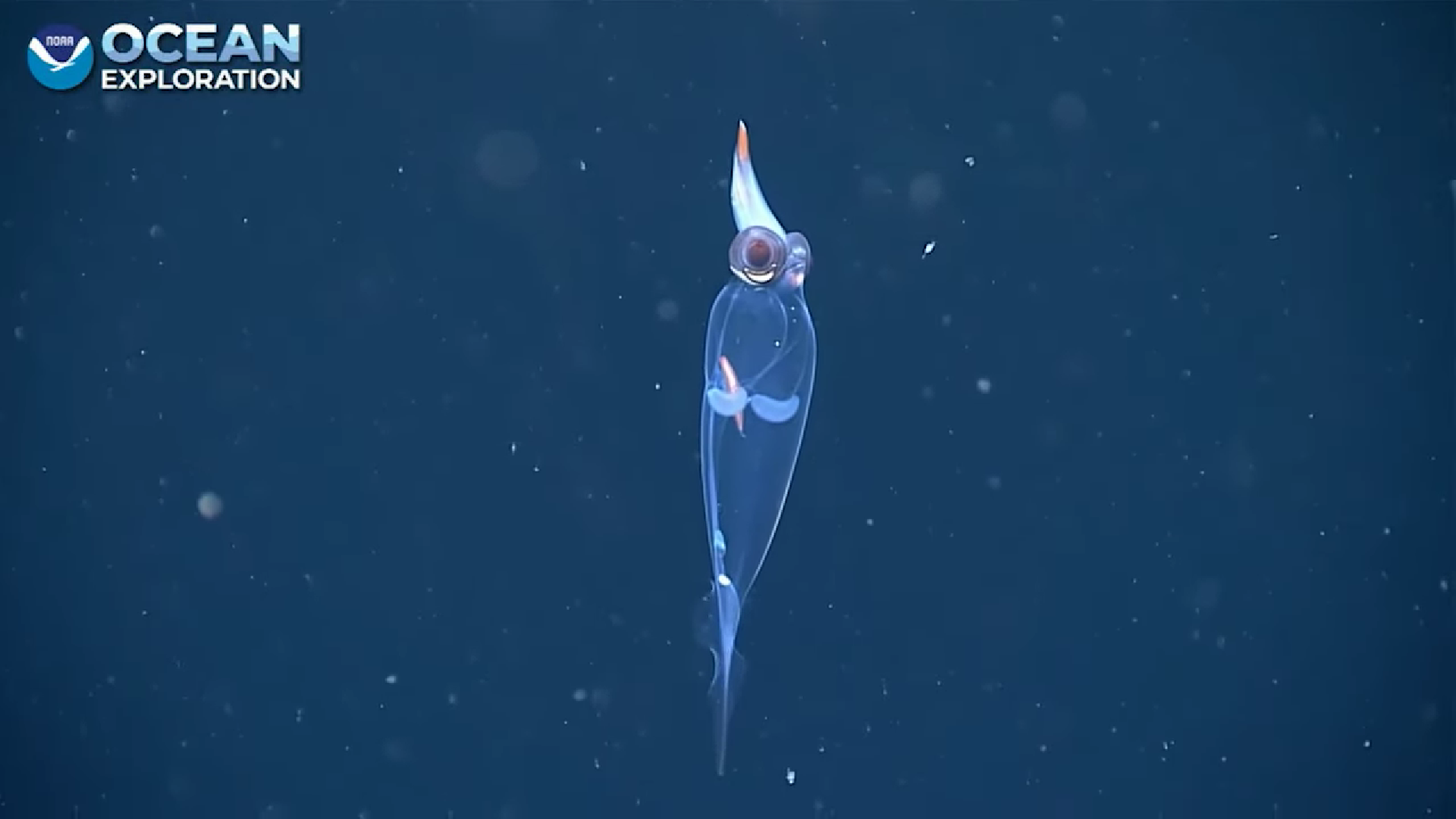 Deep Sea Glass Squid Proves Aliens are Underwater