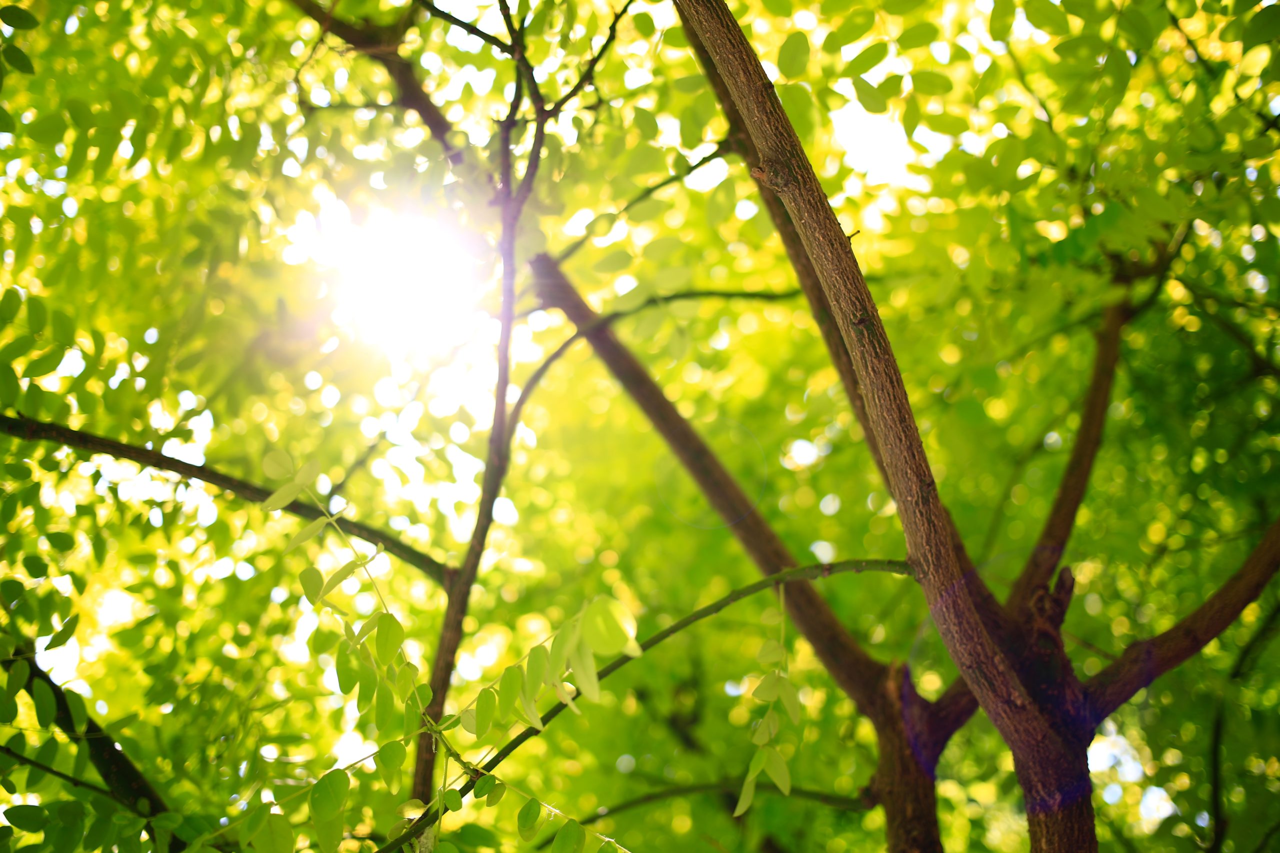 A Quick Look into Different Tree Diseases to Protect Your Landscape
