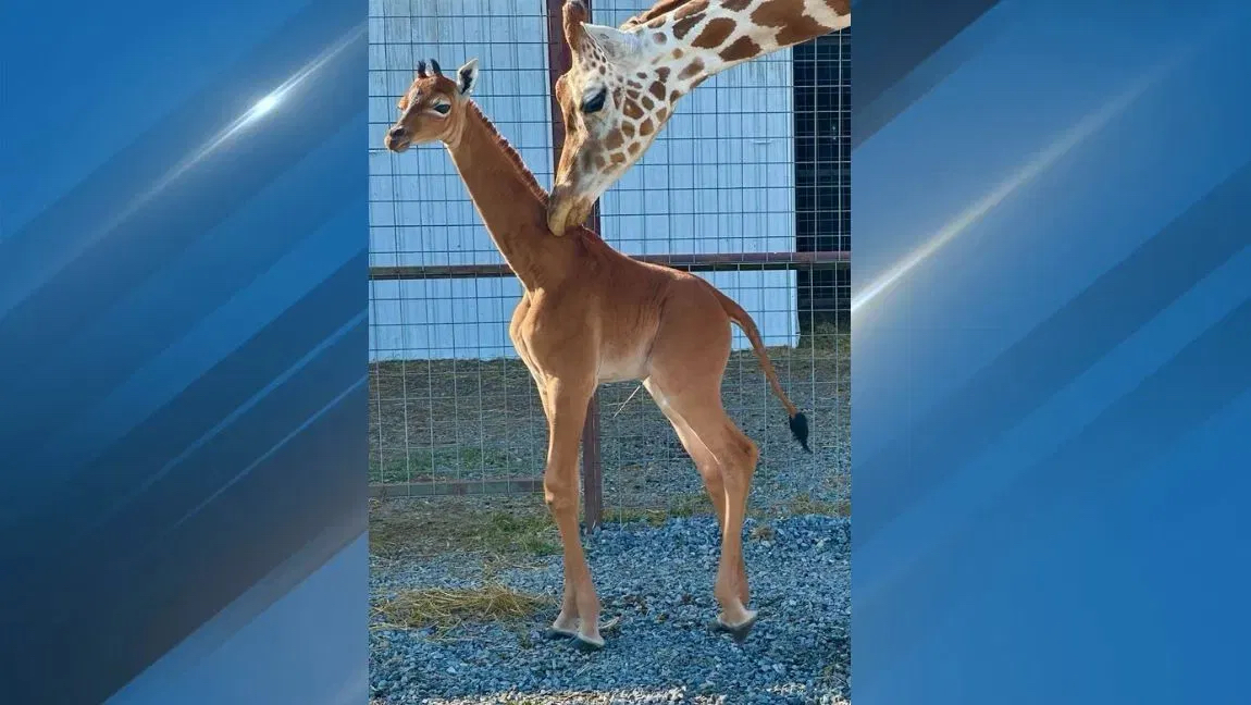 Rare Spotless Giraffe Born In Tennessee Zoo