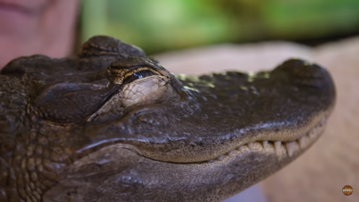 Phillies Deny Entry to Emotional Support Alligator, WallyGaotr