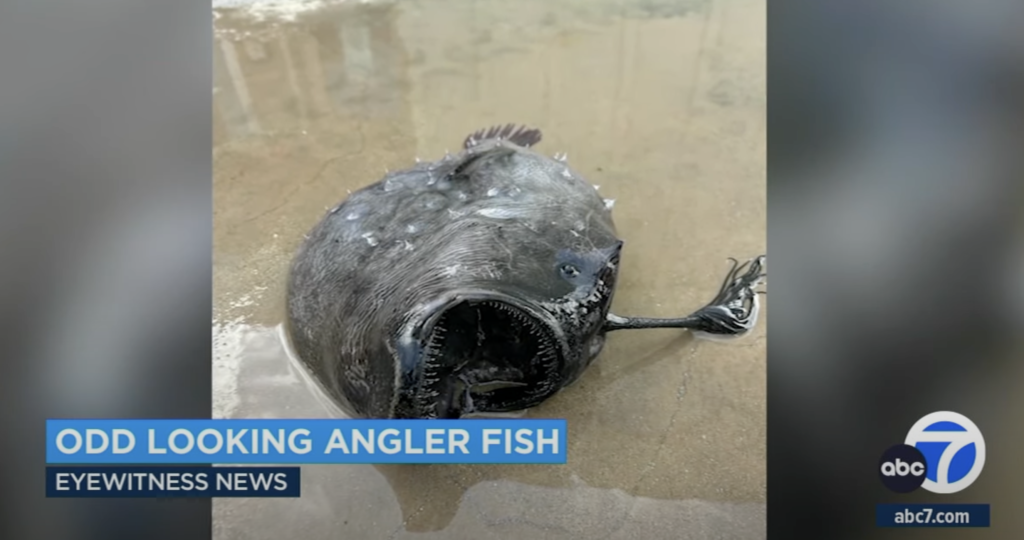 Second Deep-Sea Anglerfish Washes up in California
