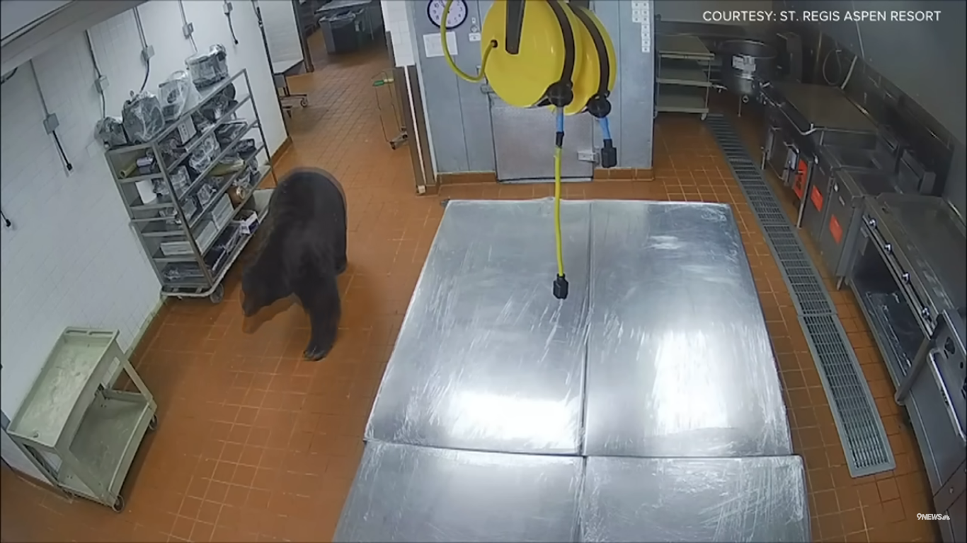 Bear Attacks Security Guard in Hotel Kitchen [Video]