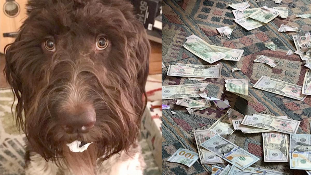 Pennsylvania Family's Goldendoodle Eats $4,000 Cash