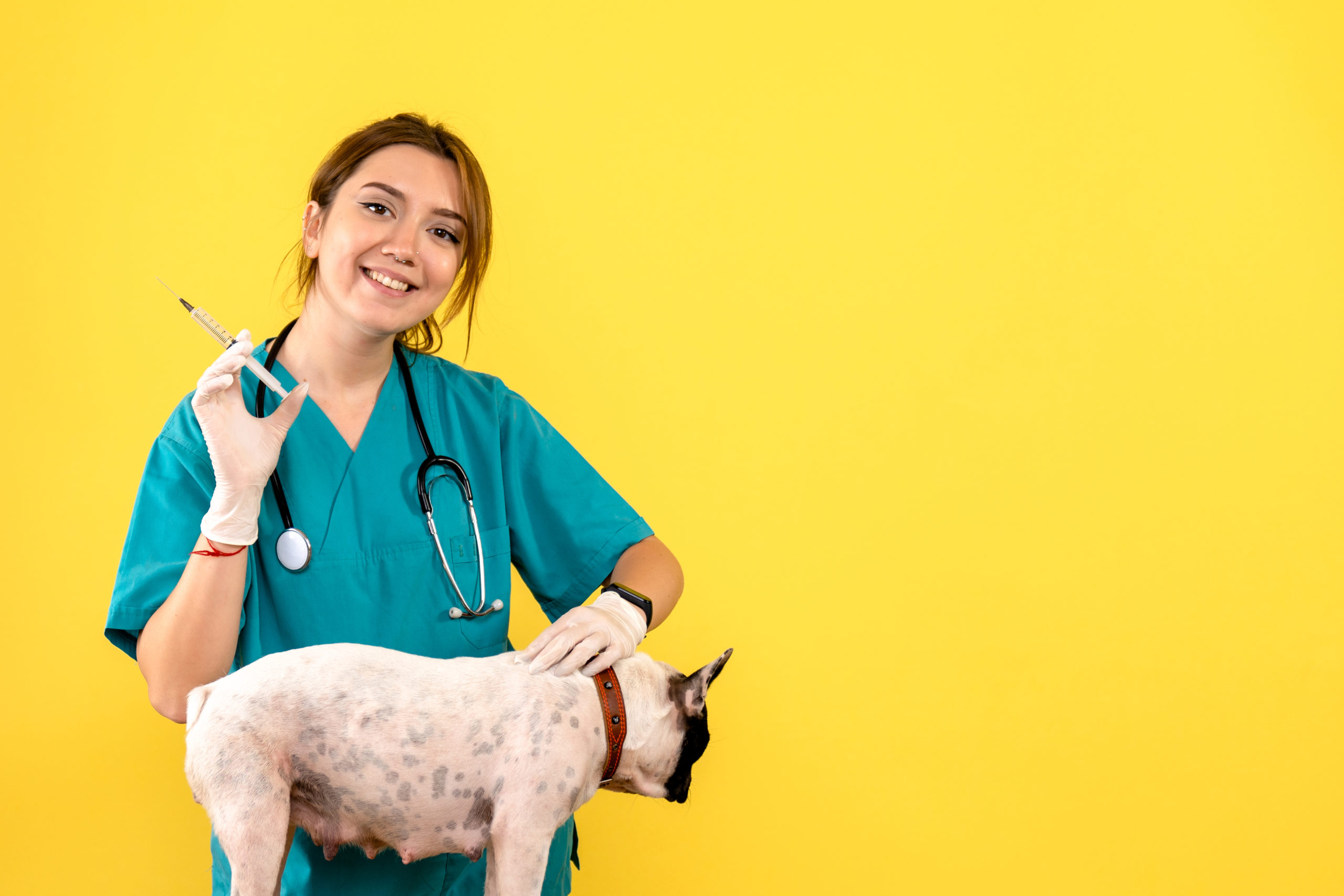 Online Veterinary Assistant Certification: The Gateway To A Career In ...