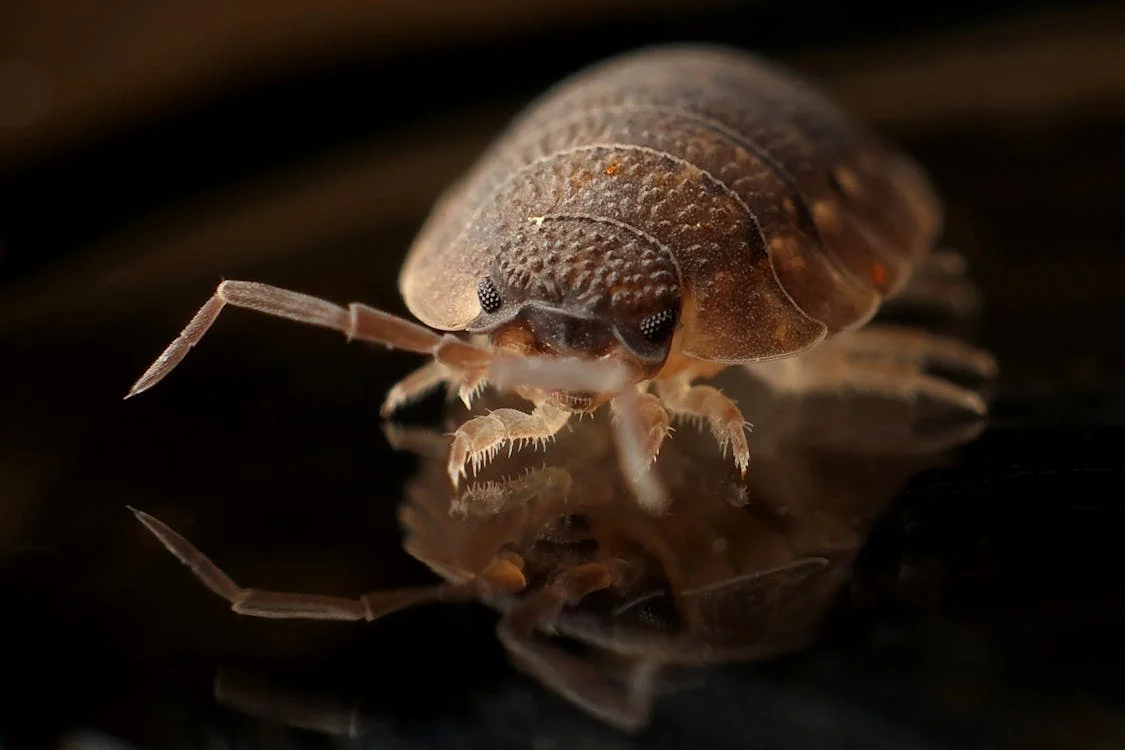 Uncovering the Hidden Threats in Your Home: Bed Bugs and How to Keep ...
