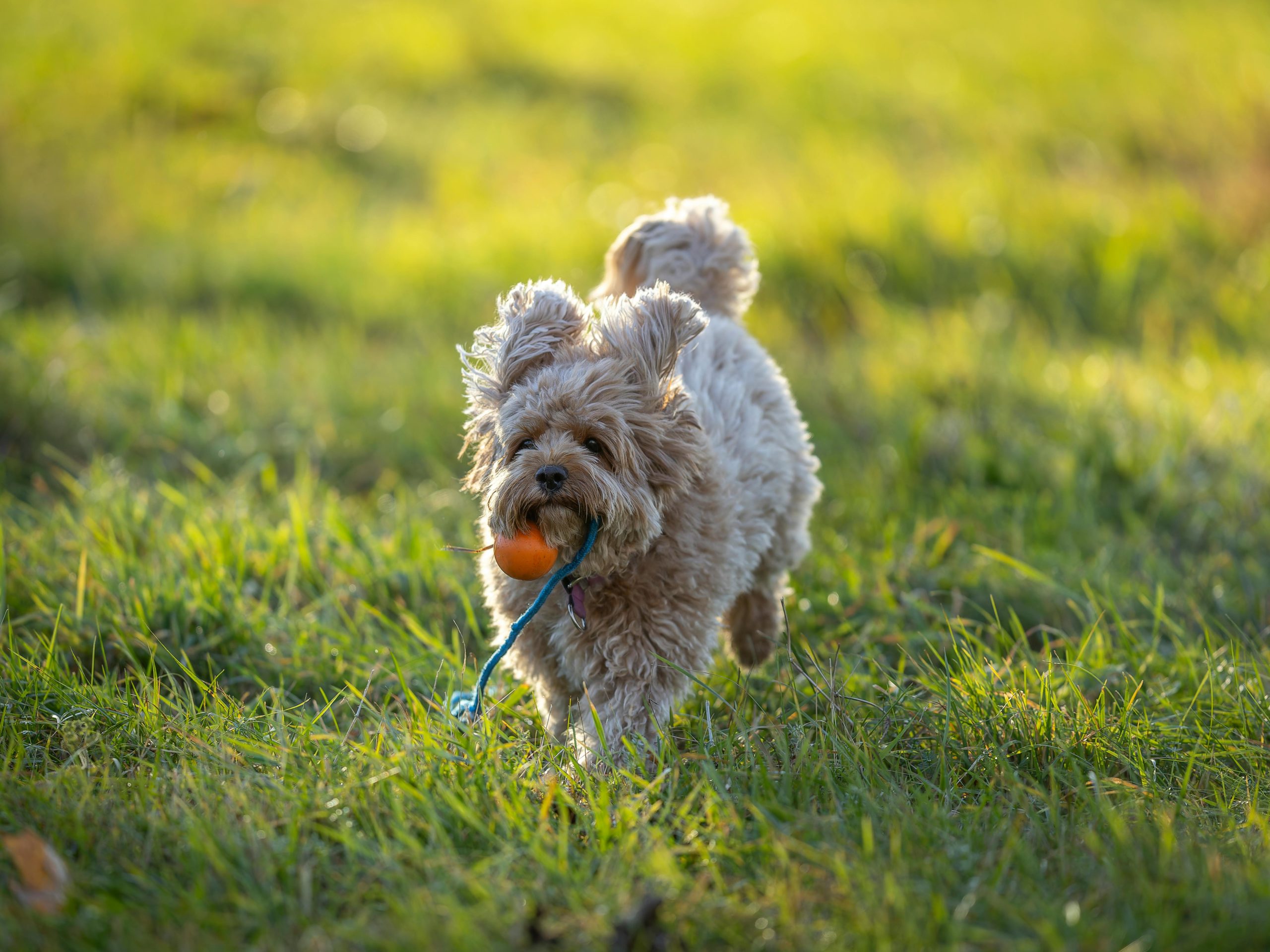Doodle Puppy Lifespan 101: What Every New Dog Parent Needs to Know
