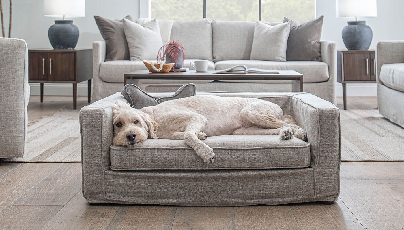 Dog Couches for Sale: The Ultimate Guide to Luxury and Comfort for Your Pet