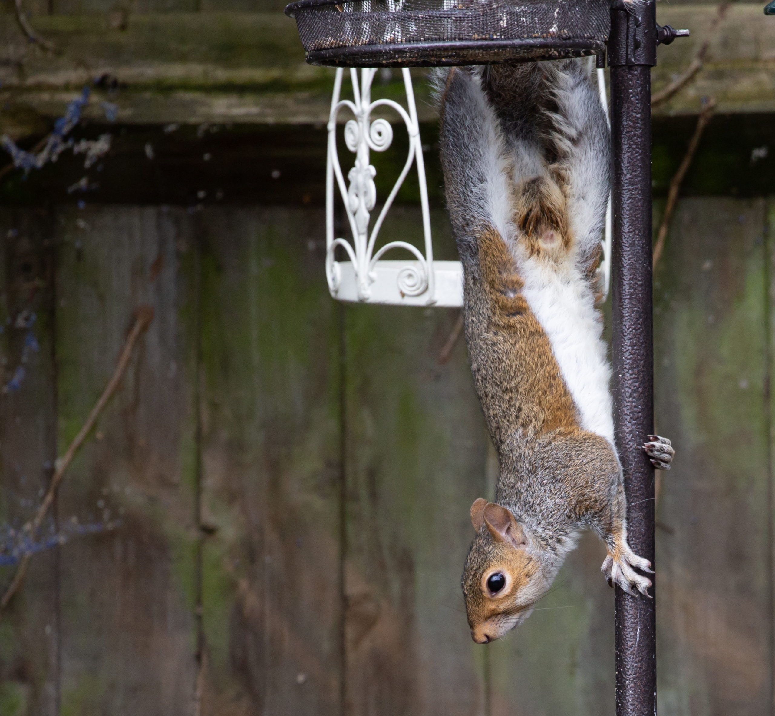 Why You Should Never Ignore Squirrel Noises in Your Home