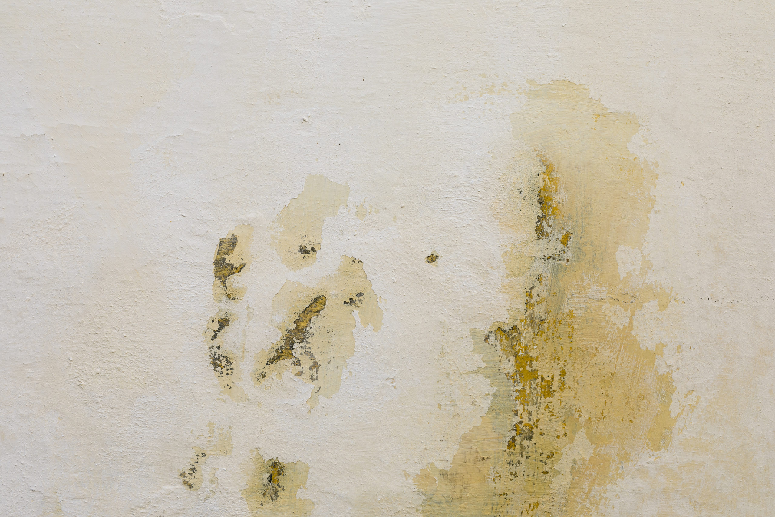 The Complete Guide to Protecting Your Property from Mold Damage