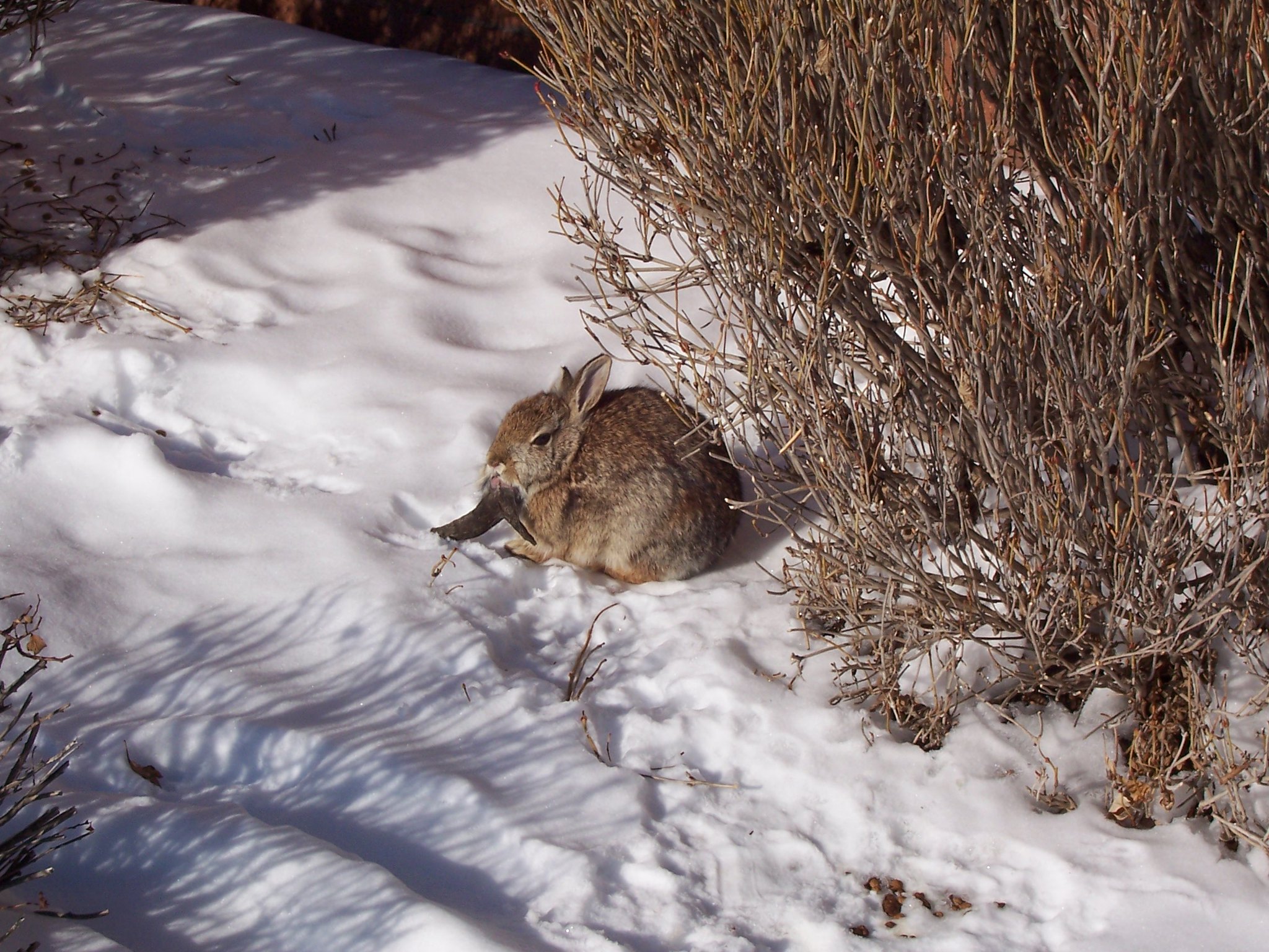 Frankenstein Horned Rabbits Appear in Colorado