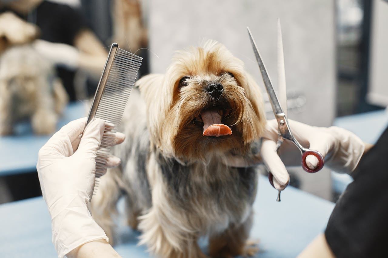 How to Open a Pet Grooming Business with Built-In Brand Power